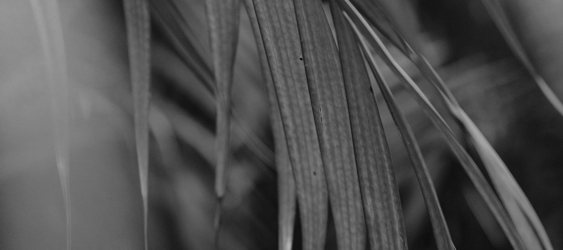 Ron Herman | Since 1976